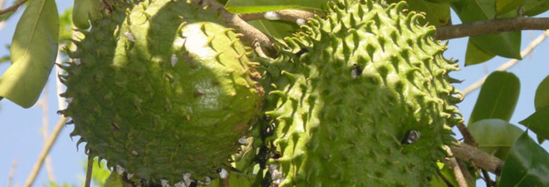 Le fruit du graviola ou corossol et ses vertus.